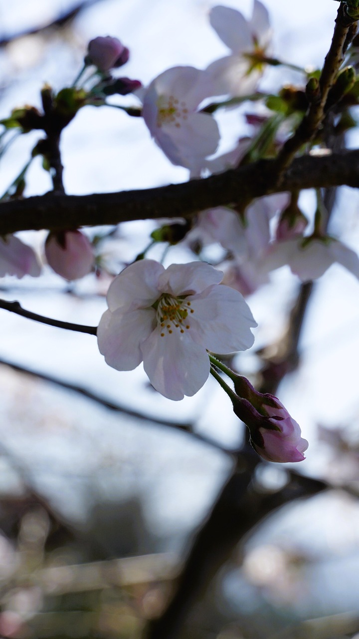 Cherry Blossom Ceri Bunga Melihat - Foto gratis di Pixabay - Pixabay