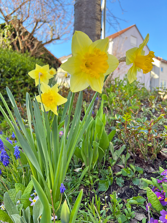 Download Daffodils, Easter, Easter Flowers. Royalty-Free Stock ...