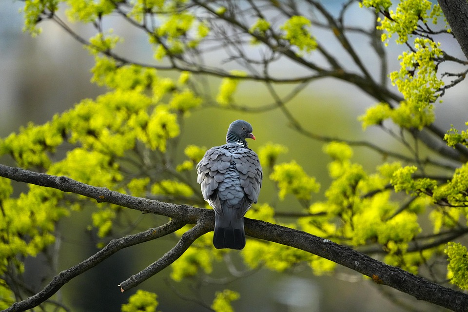Bird Dove Wood Pigeon - Free photo on Pixabay