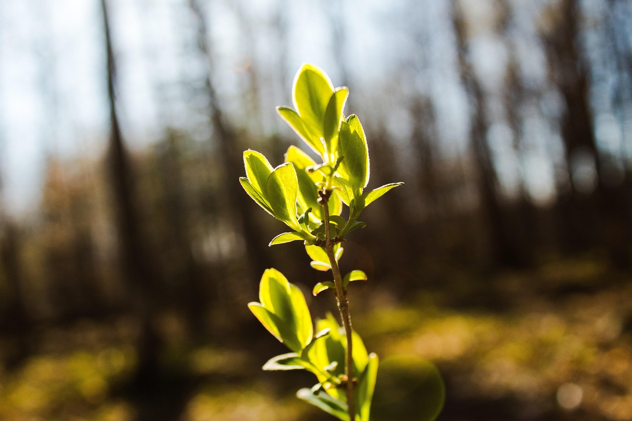 Planta Folhas Natureza - Foto gratuita no Pixabay - Pixabay