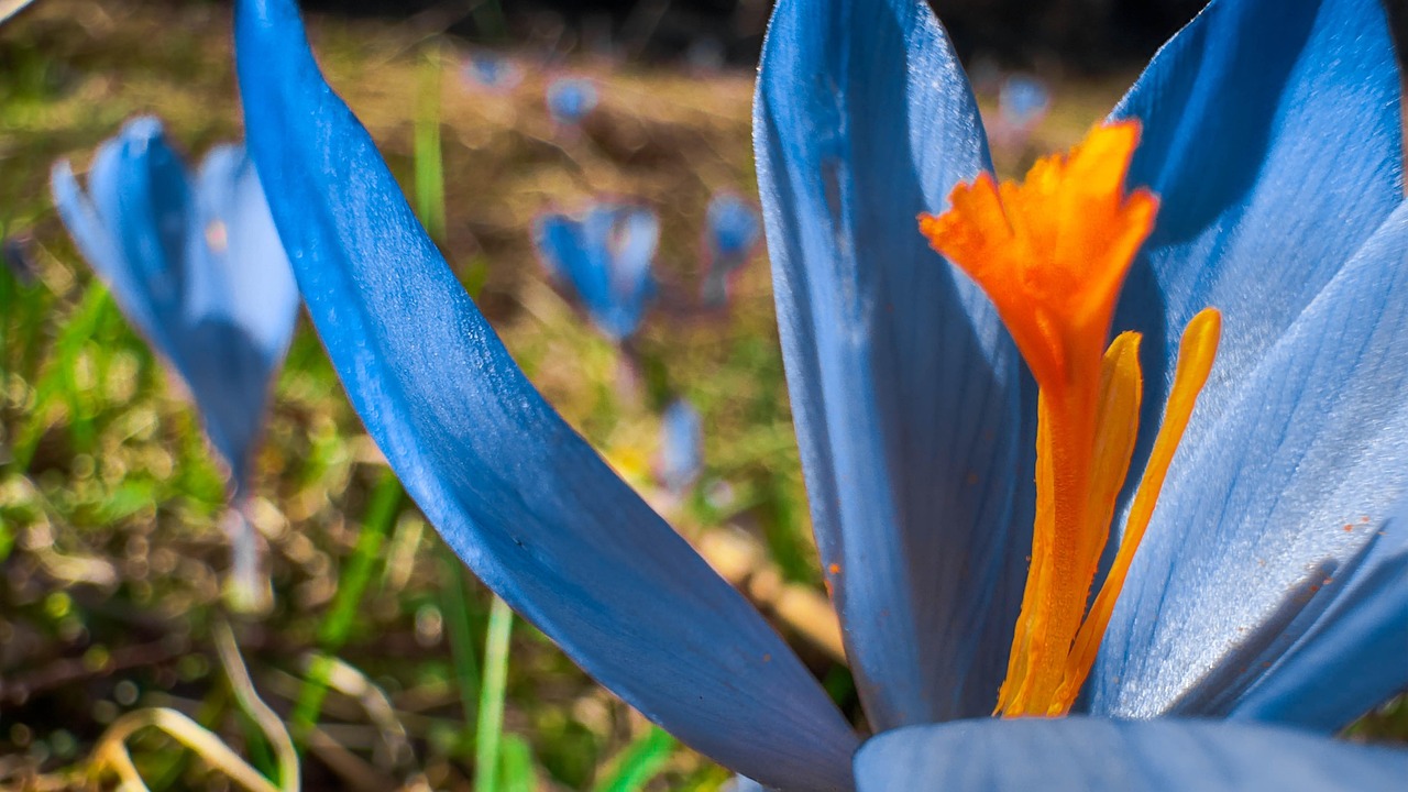 Crocus Scepusiensis Flowers Nature - Free photo on Pixabay - Pixabay