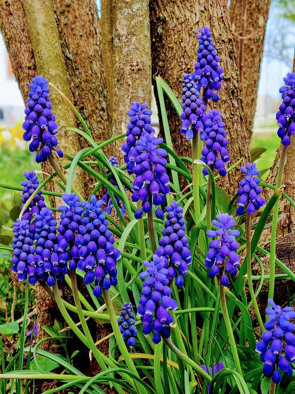 Jacintos De Uva Naturaleza Flor - Foto gratis en Pixabay - Pixabay