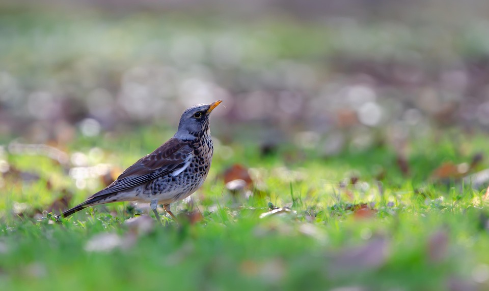 Grive Litorne Oiseau Animal - Photo gratuite sur Pixabay - Pixabay