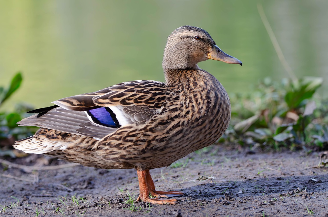 + de 10 000 photos et images de canard - Pixabay