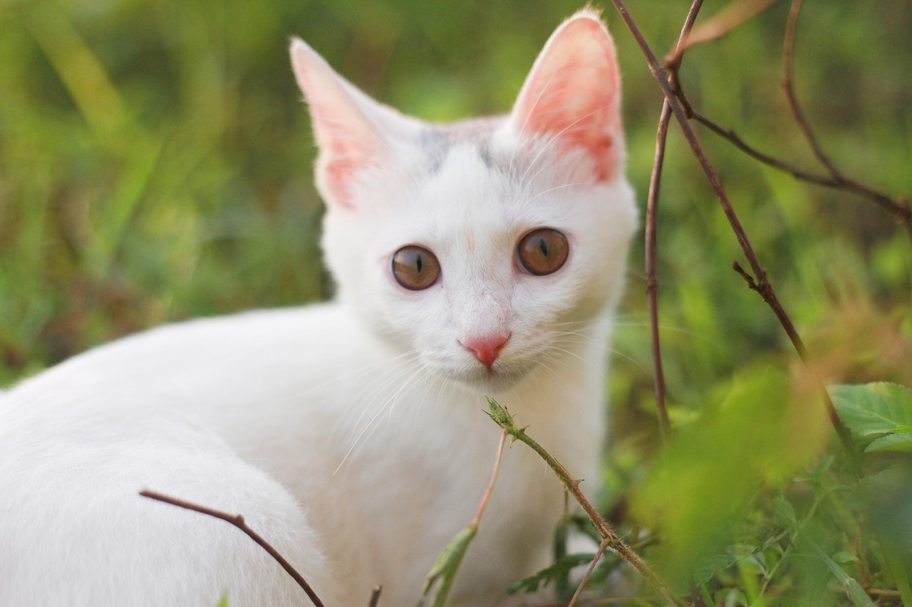 Gato Animal Felino - Foto gratuita no Pixabay - Pixabay