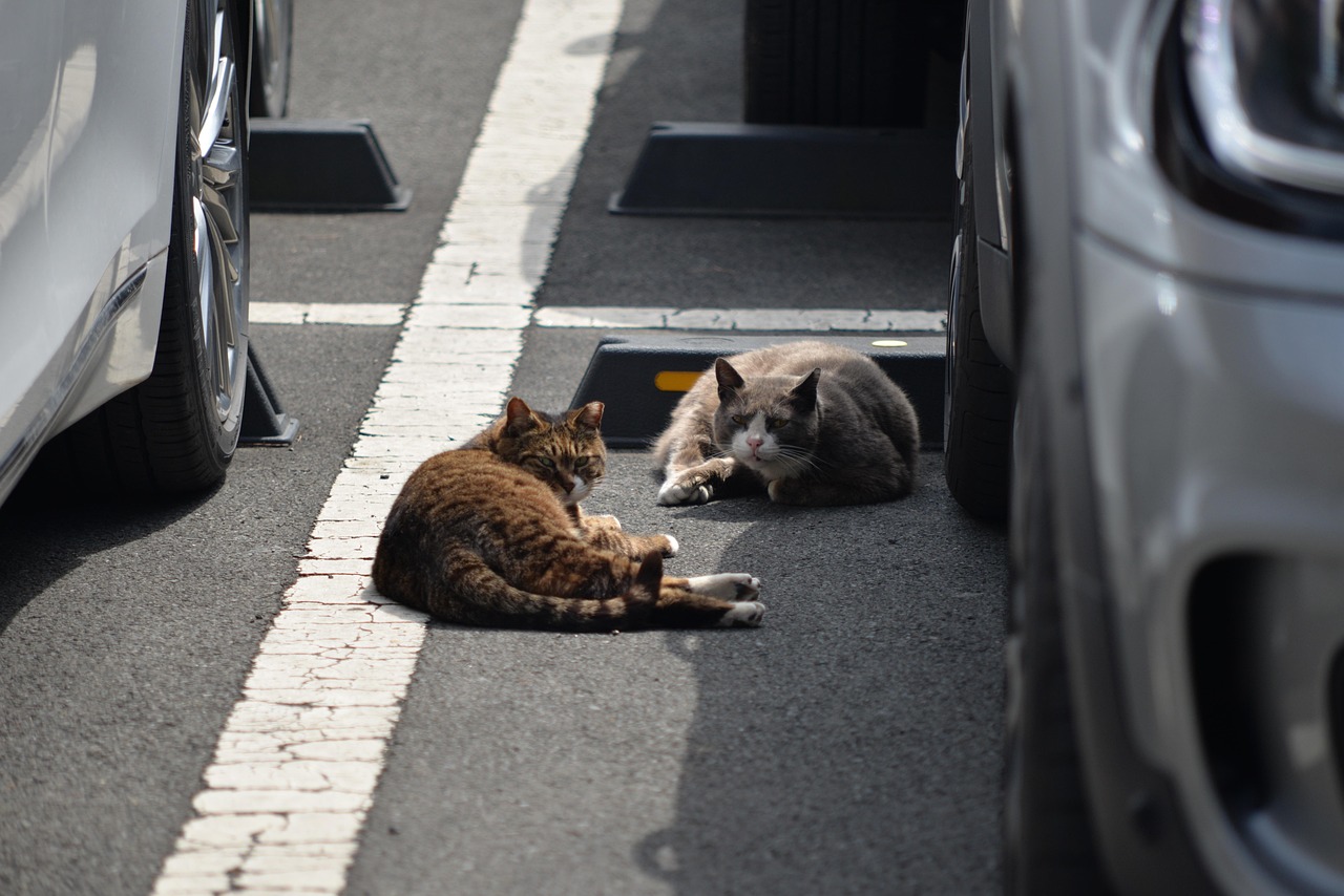 Gato Estacionamento Carro Bicho De - Foto gratuita no Pixabay - Pixabay