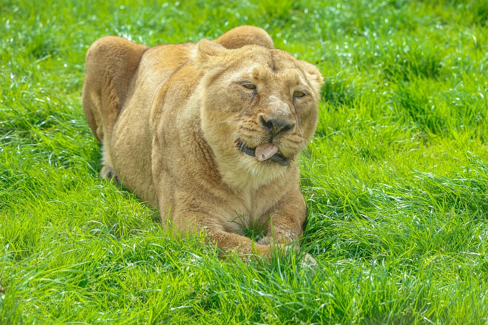 Lion Nature Animal - Photo gratuite sur Pixabay - Pixabay