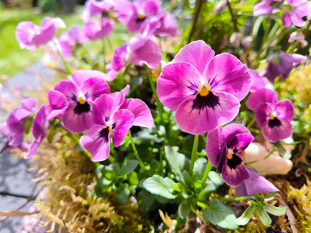 Banci Bunga Alam - Foto gratis di Pixabay
