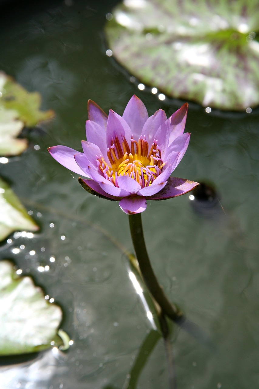 Pink Lotus Flower - Free photo on Pixabay