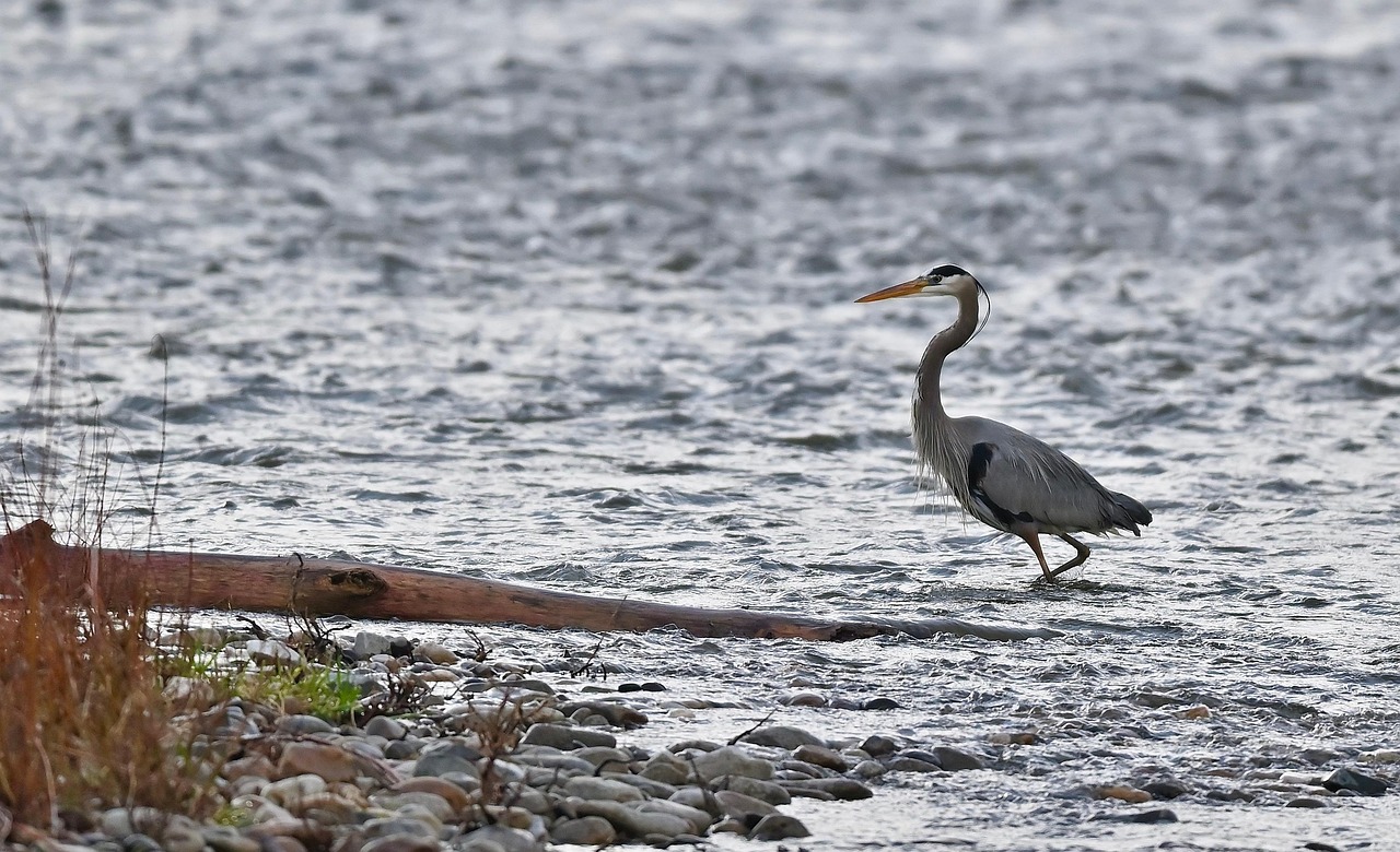 Great Blue Heron Bird - Free photo on Pixabay - Pixabay