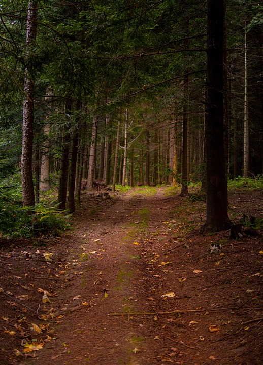 Photography Of A Path In The - Free photo on Pixabay - Pixabay