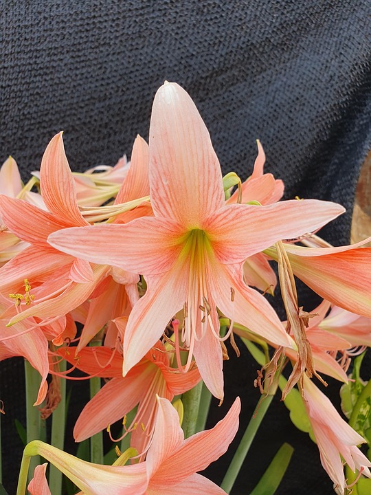 Pollen Flower Bloom - Free photo on Pixabay - Pixabay