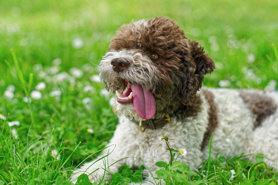 Lagotto Romagnolo Dog Flowers - Free photo on Pixabay - Pixabay