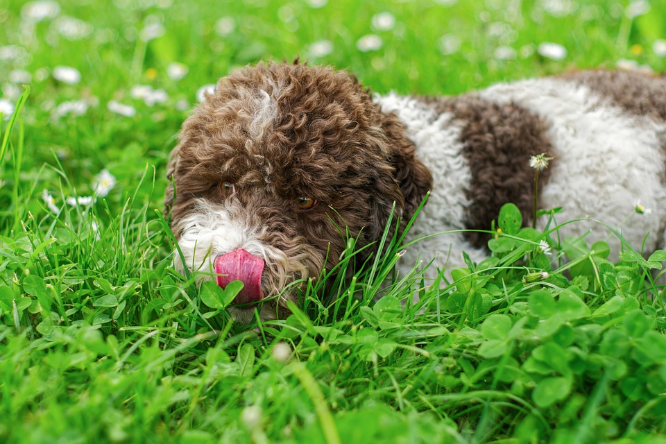 Lagotto Romagnolo Dog Pet - Free photo on Pixabay