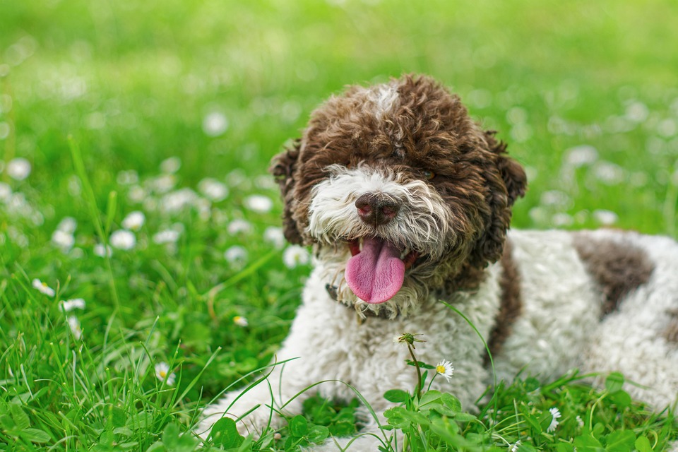 Lagotto Romagnolo Chien Fleurs - Photo gratuite sur Pixabay - Pixabay