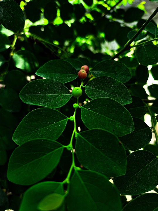 Nature Leaf Green - Free photo on Pixabay - Pixabay
