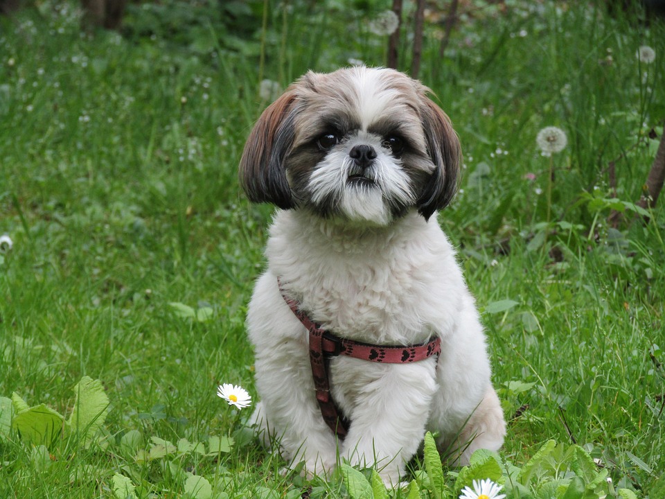 Dog Puppy Shih Tzu - Free photo on Pixabay - Pixabay