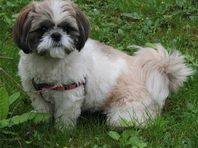 Shih Tzu Shihtzu Puppy - Free photo on Pixabay - Pixabay