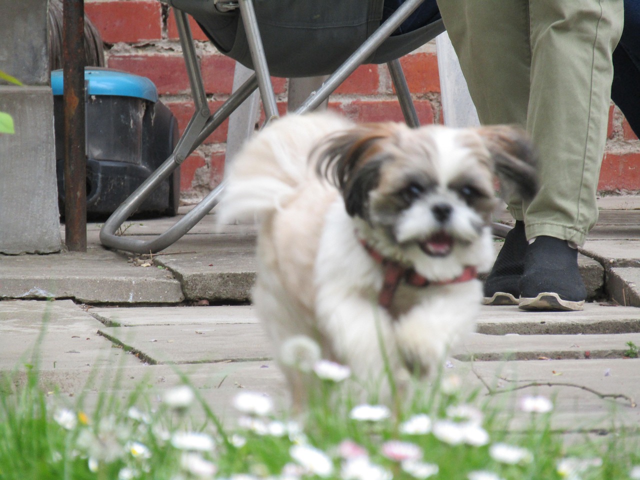 Shih Tzu Shihtzu Puppy - Free photo on Pixabay - Pixabay Shih Tzu Shihtzu Puppy - Free photo on Pixabay - Pixabay