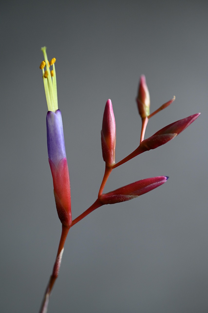 Tillandsia Filifolia Planta De - Foto gratis en Pixabay - Pixabay