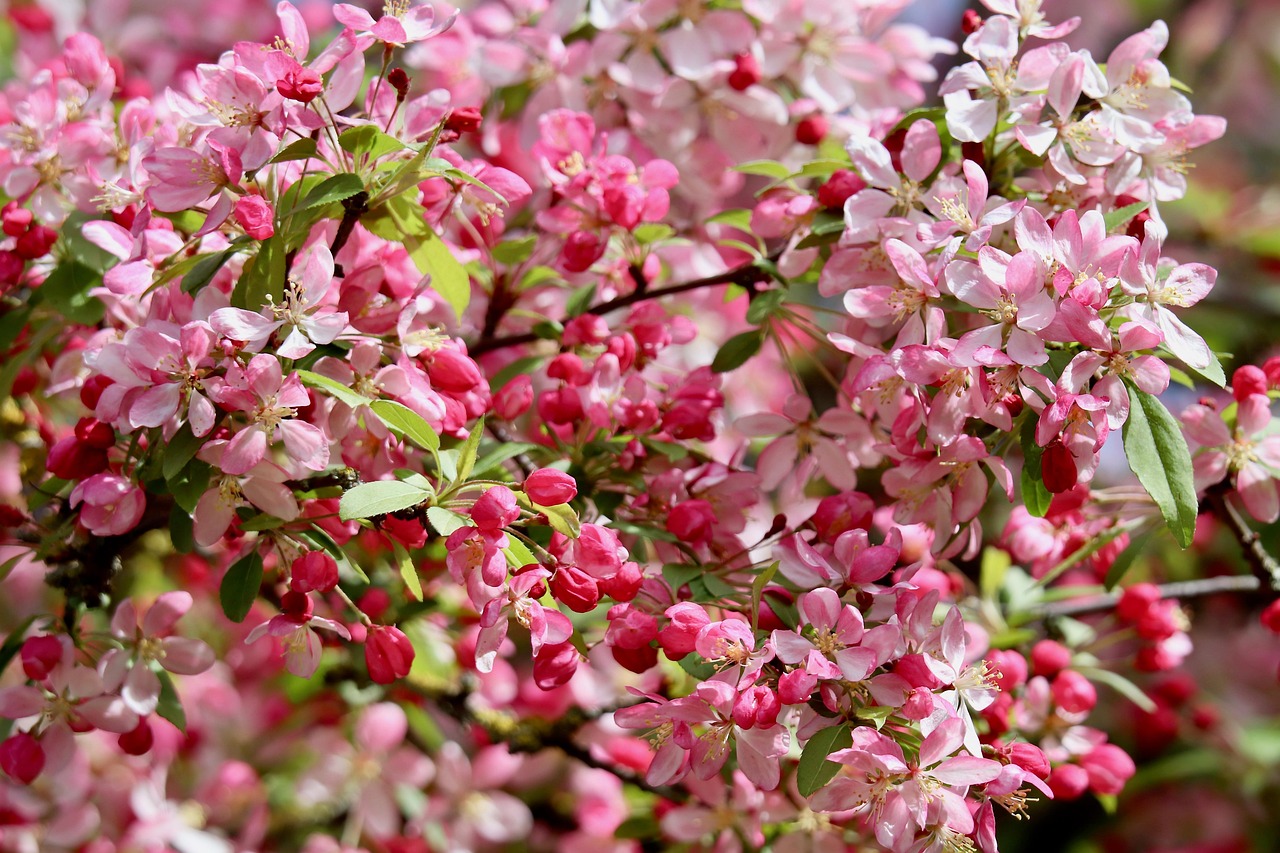 Apple Blossoms Pink Flowers - Free photo on Pixabay - Pixabay