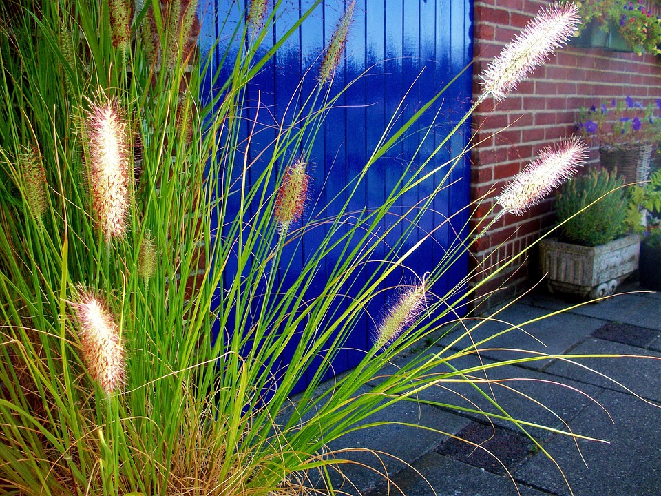 Ornamental Grass Plant Free Photo On Pixabay Pixabay