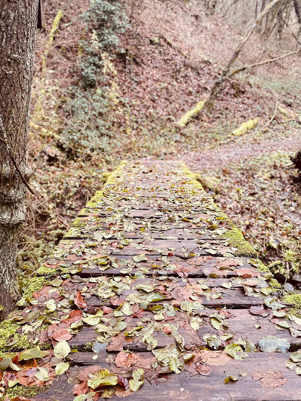 Way Nature Forest - Free photo on Pixabay - Pixabay