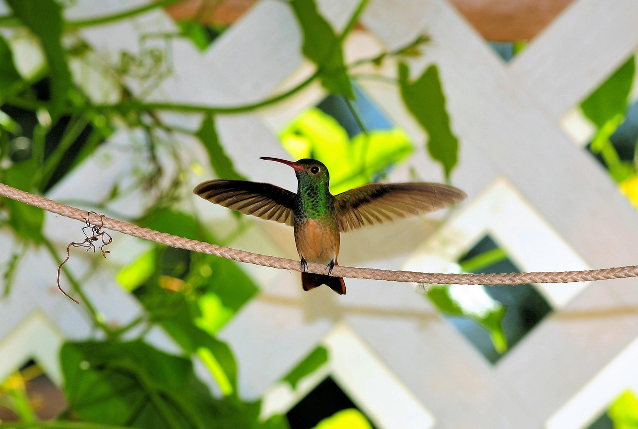 Hummingbird Nature Flowers - Free photo on Pixabay - Pixabay