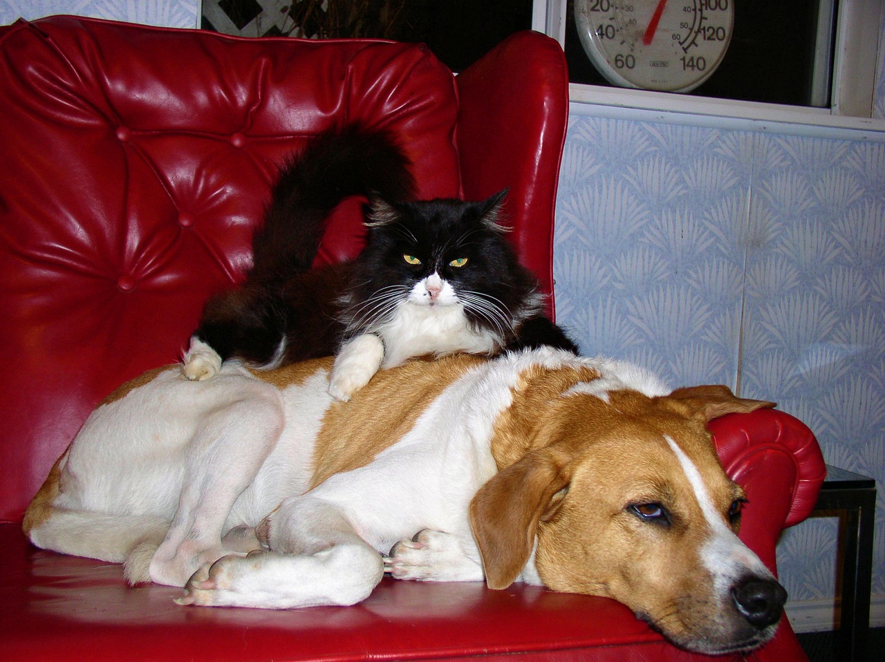 Cat Dog Adorable - Free photo on Pixabay - Pixabay