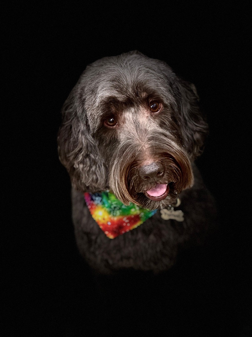 Animale Domestico Cane Ritratto - Foto gratis su Pixabay