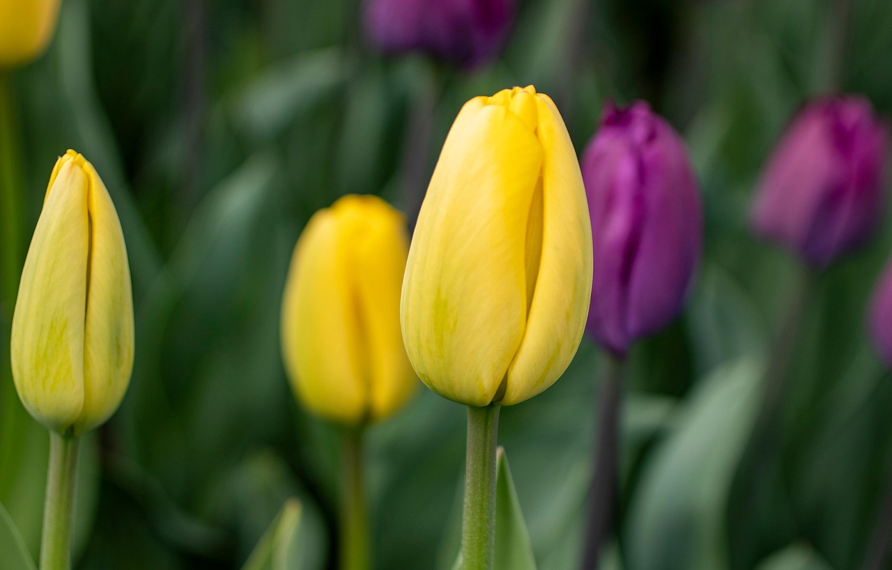 Tulipas Flores Primavera - Foto gratuita no Pixabay - Pixabay