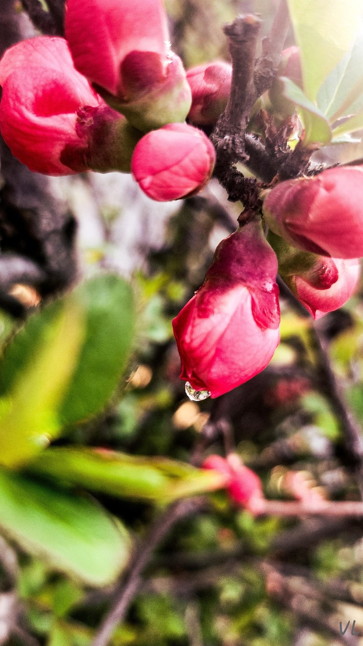 Natureza Floresta Primavera - Foto gratuita no Pixabay - Pixabay