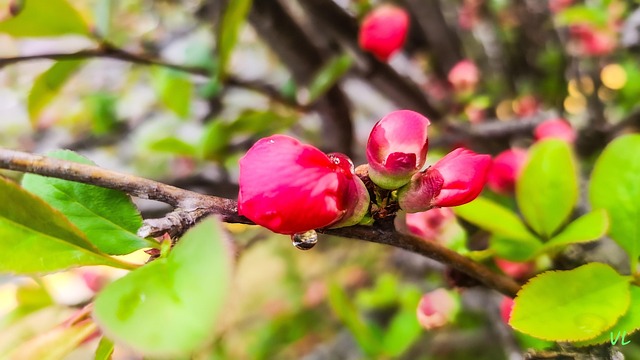 Floresta Primavera Natureza - Foto gratuita no Pixabay - Pixabay