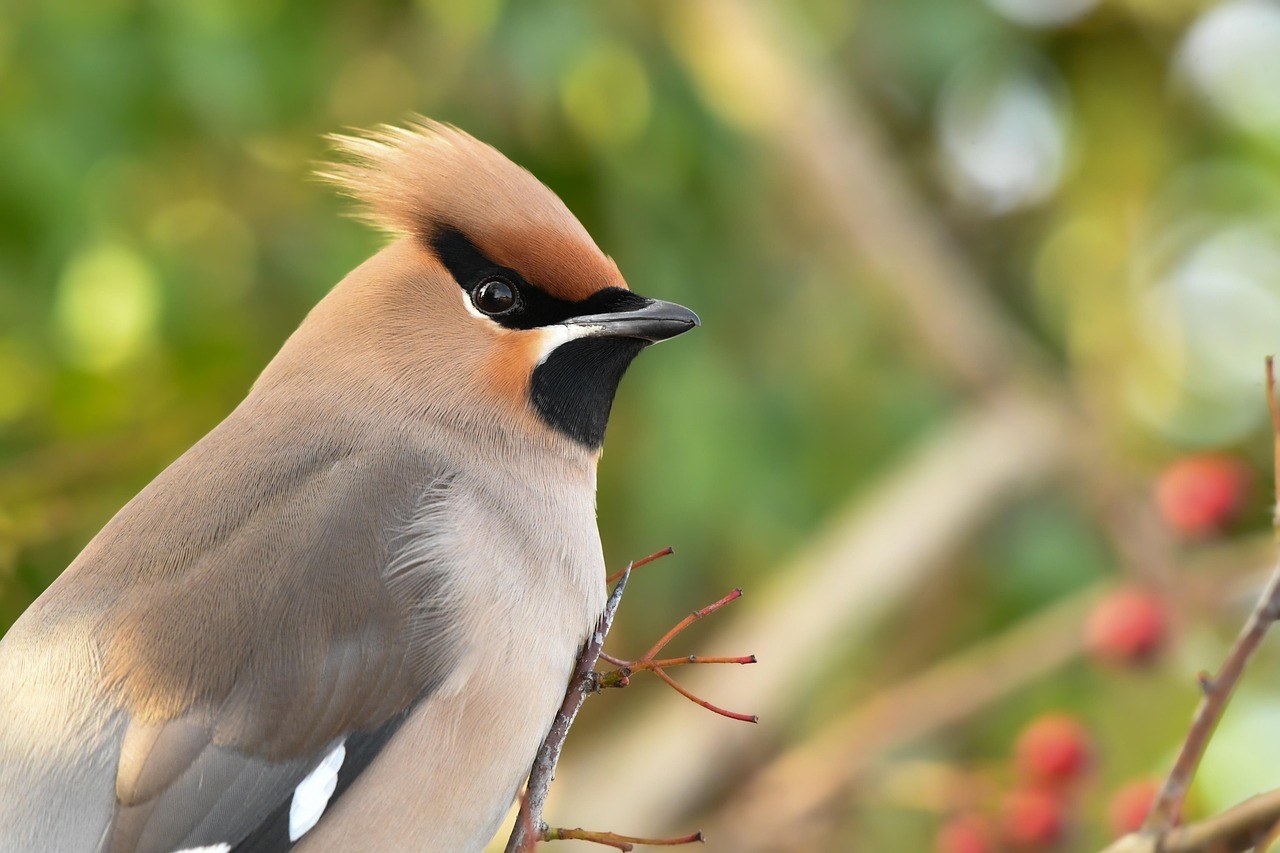 Waxwing Bird Animal - Free photo on Pixabay - Pixabay