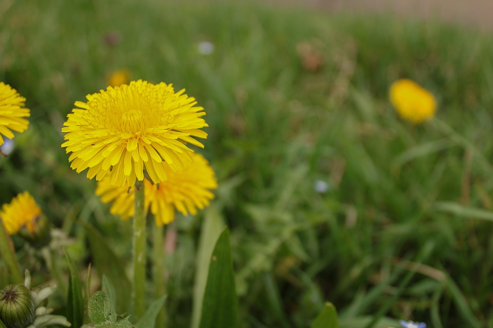 Dandelion Nature Flower - Free photo on Pixabay - Pixabay