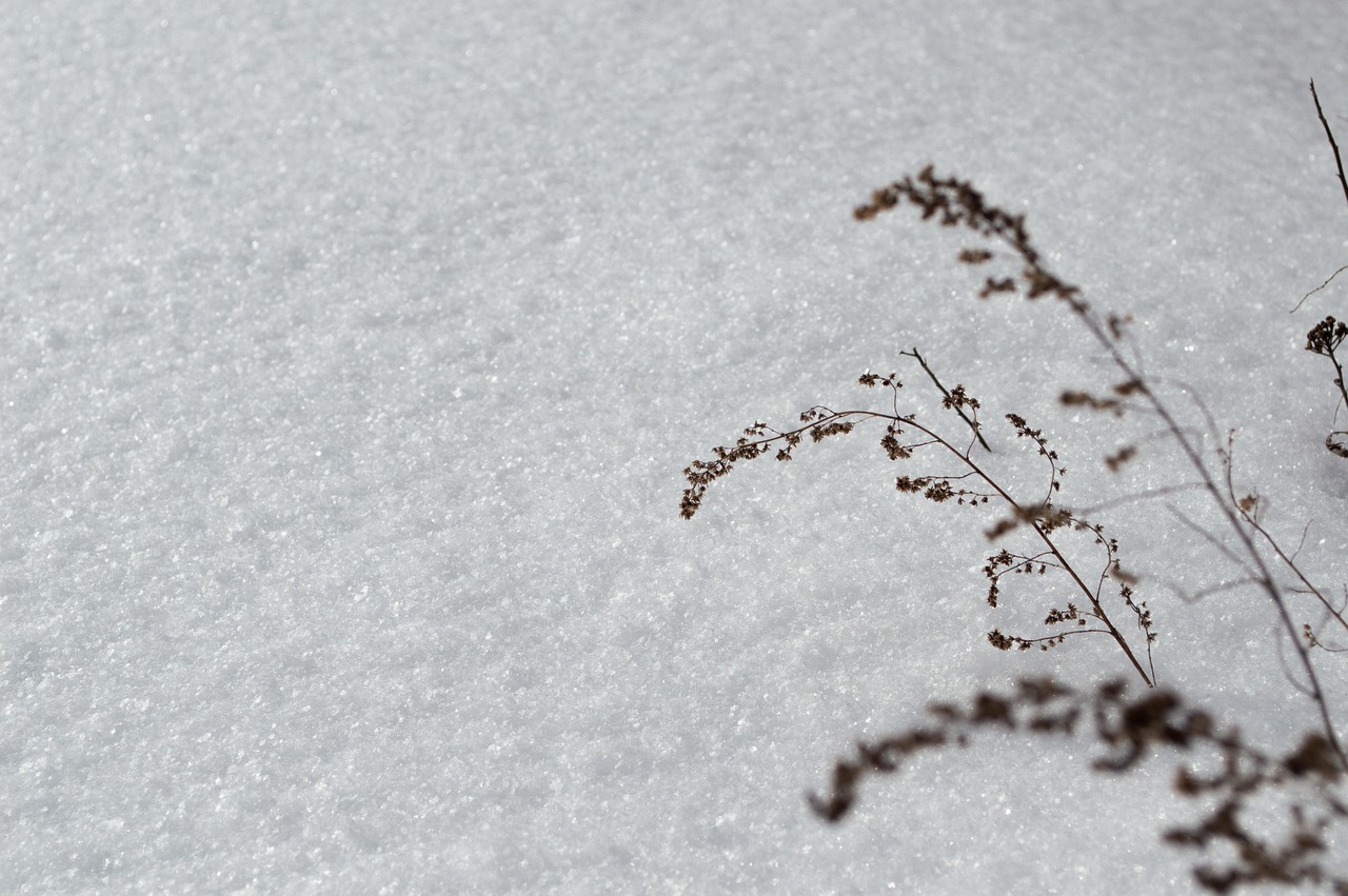 Snow Crust Powder - Free photo on Pixabay