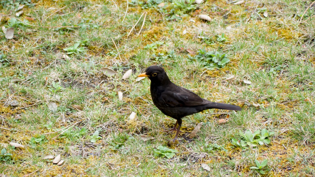 Merle Oiseau Nature - Photo gratuite sur Pixabay