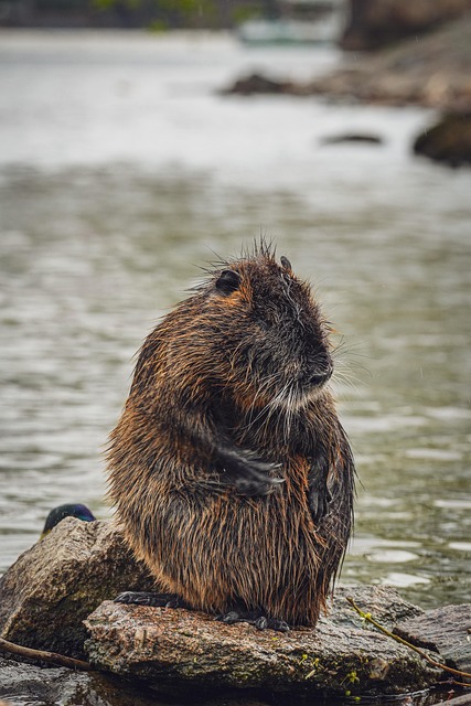 500+ of the Best Beaver Pictures for Free [HD] - Pixabay