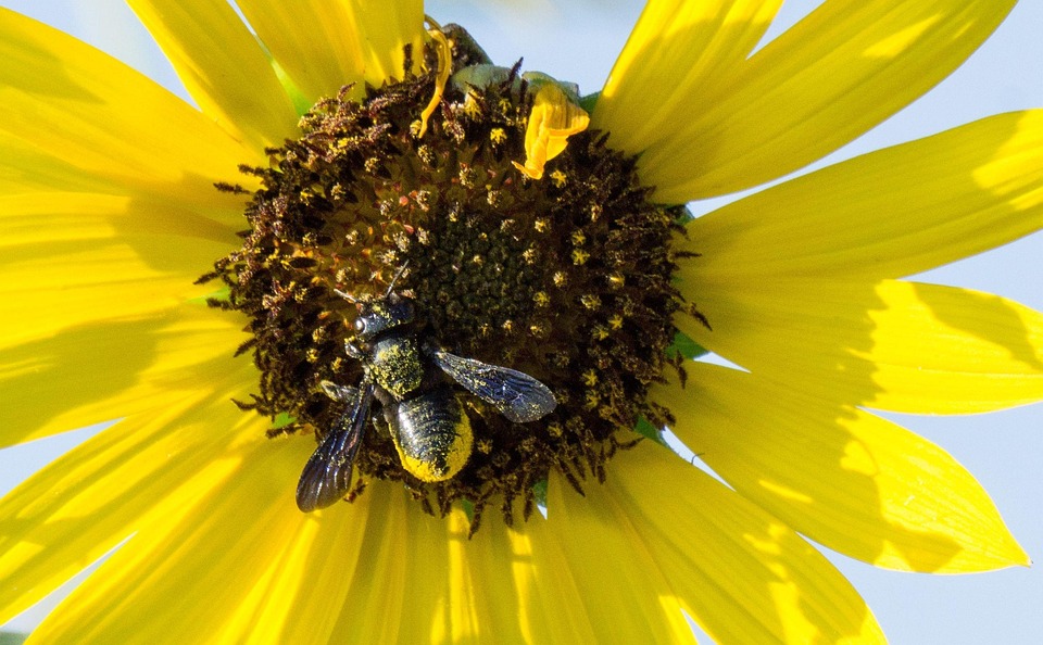 Flower Bee Sunflower - Free photo on Pixabay - Pixabay