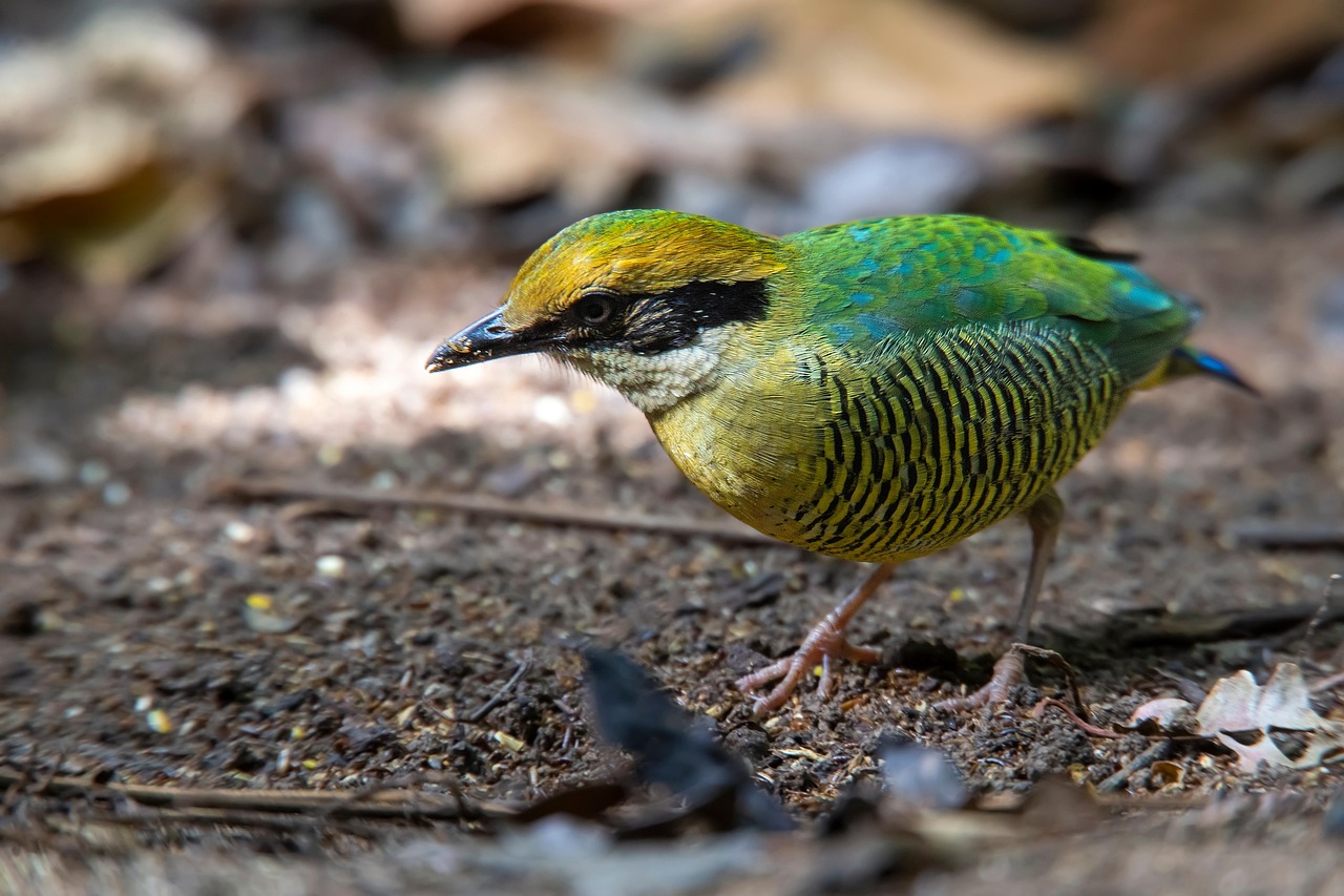20+ Free Hormiga Pitta & Pitta Images - Pixabay