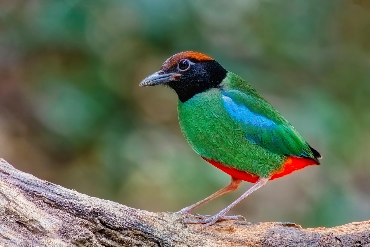 Pitta Bird Animal - Free photo on Pixabay