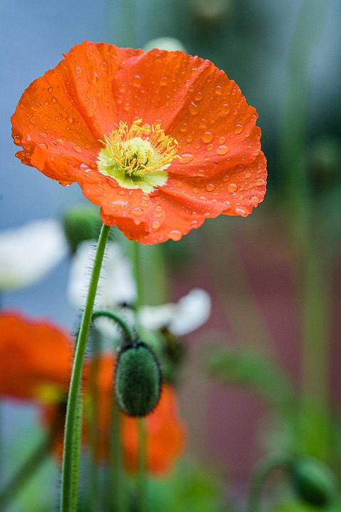 Poppy Flower Red - Free photo on Pixabay - Pixabay