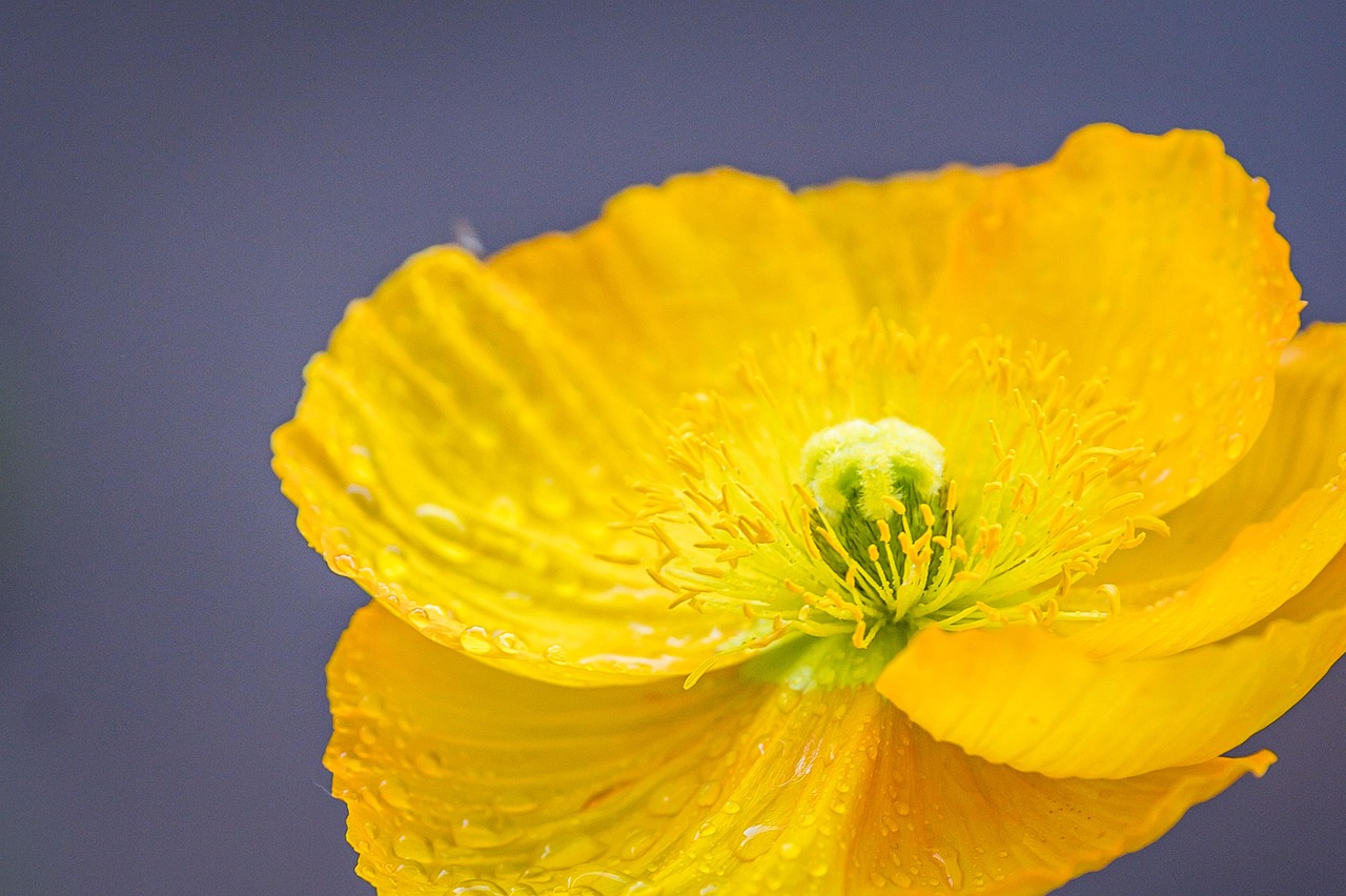 Poppy Flower Red - Free photo on Pixabay