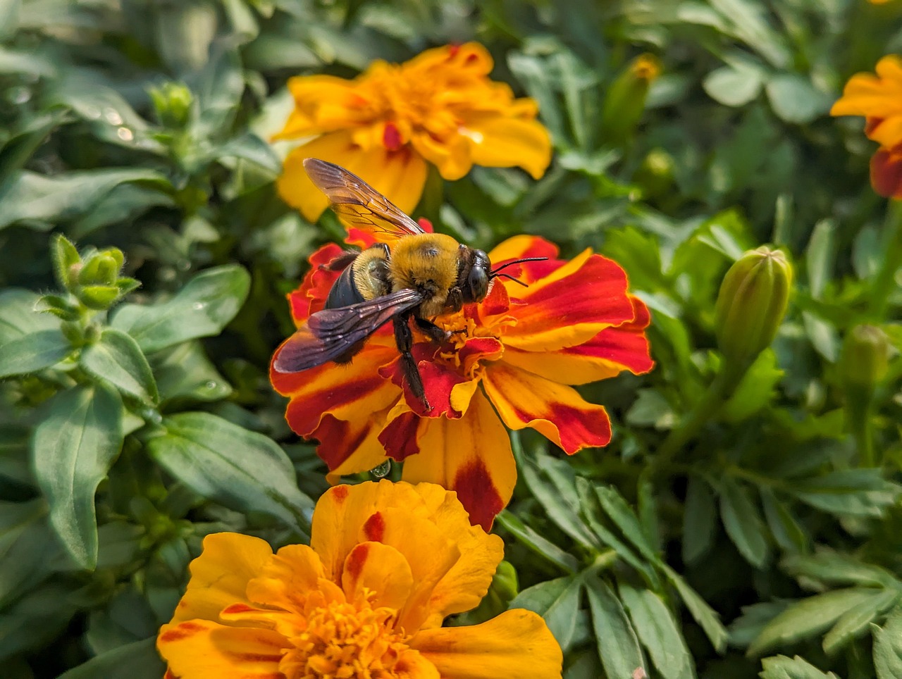 Carpenter Bee Flower - Free photo on Pixabay - Pixabay