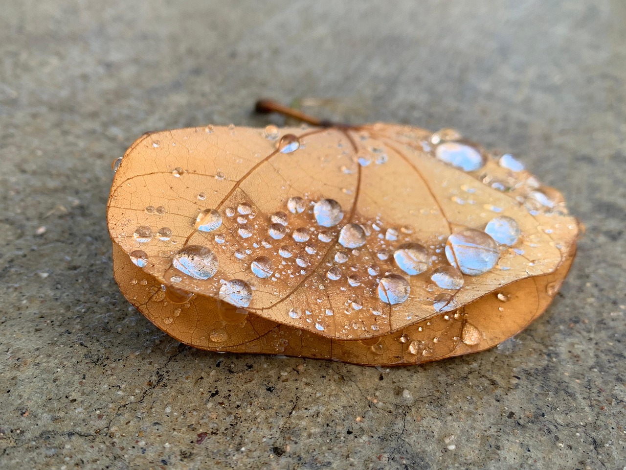 Morning Dew Nature - Free photo on Pixabay - Pixabay
