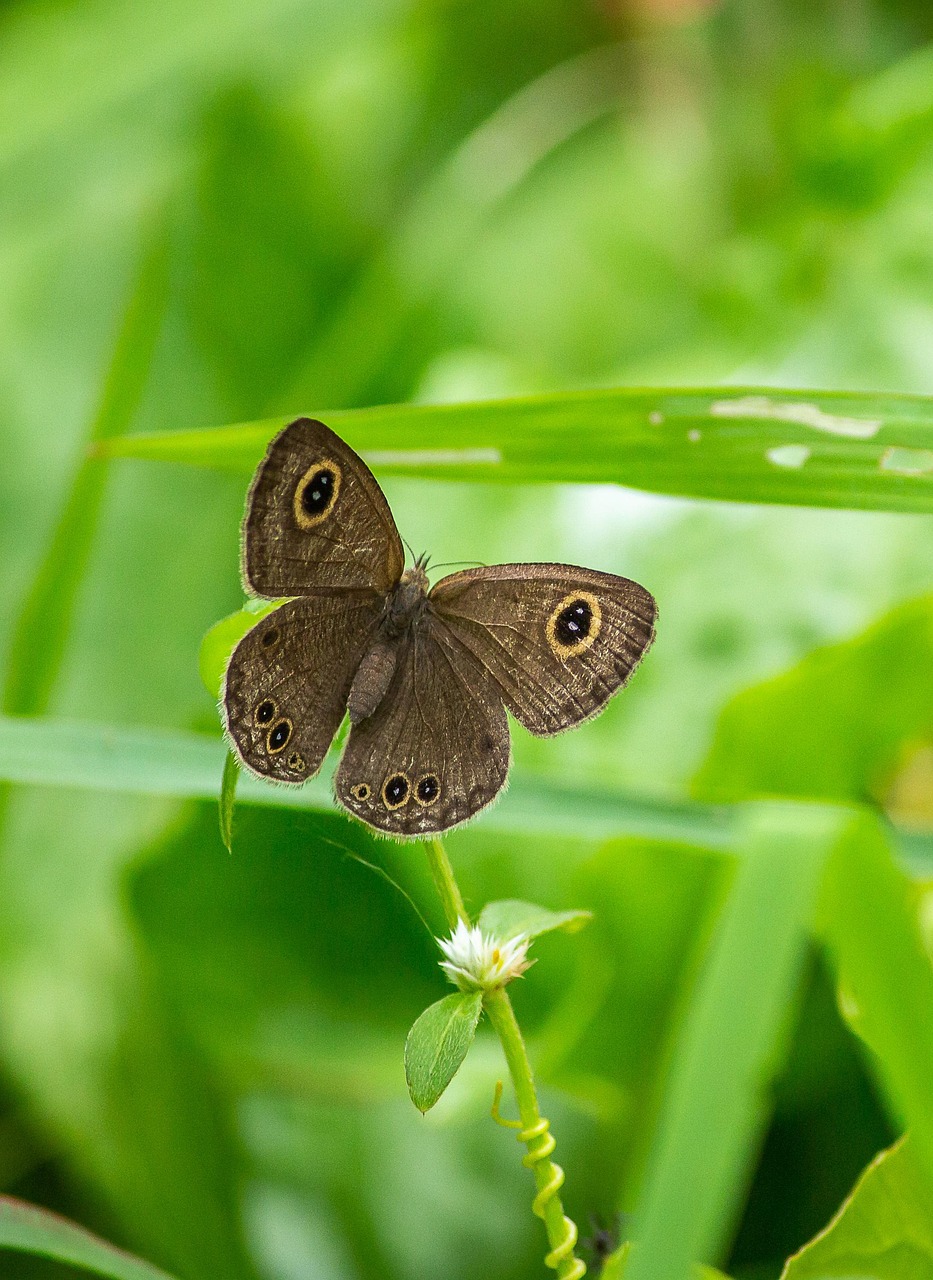 Butterfly Insect Wings - Free photo on Pixabay - Pixabay