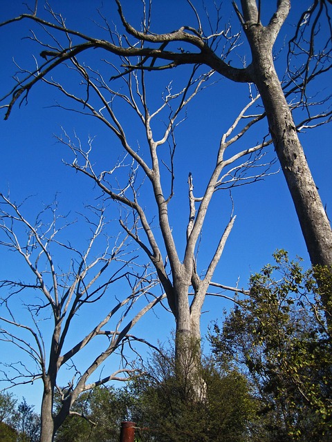 Dead Trees Grey Dry - Free photo on Pixabay - Pixabay