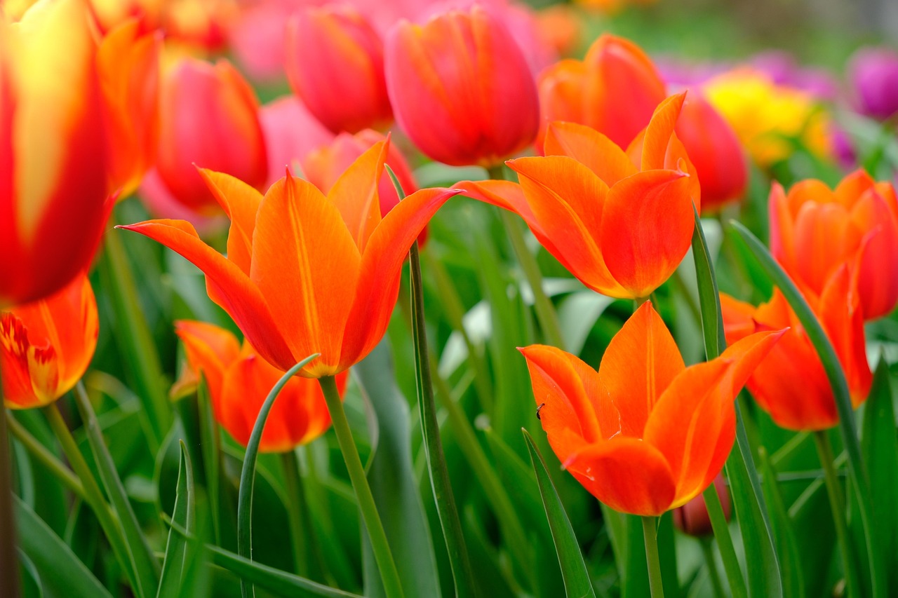 Tulipas Flores Primavera - Foto gratuita no Pixabay - Pixabay