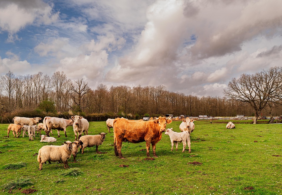 Animals Prairie Farm - Free photo on Pixabay - Pixabay