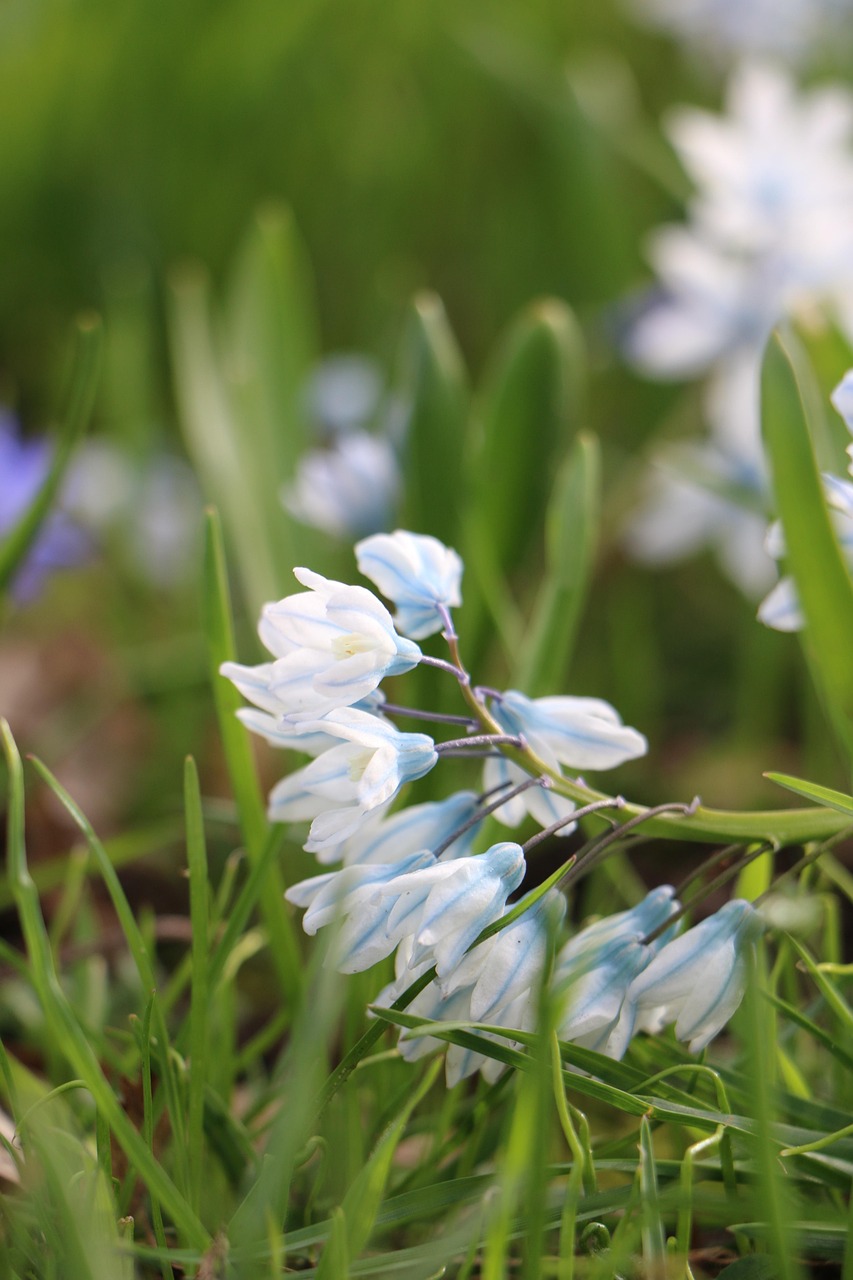 Blume Natur Pflanze - Kostenloses Foto auf Pixabay